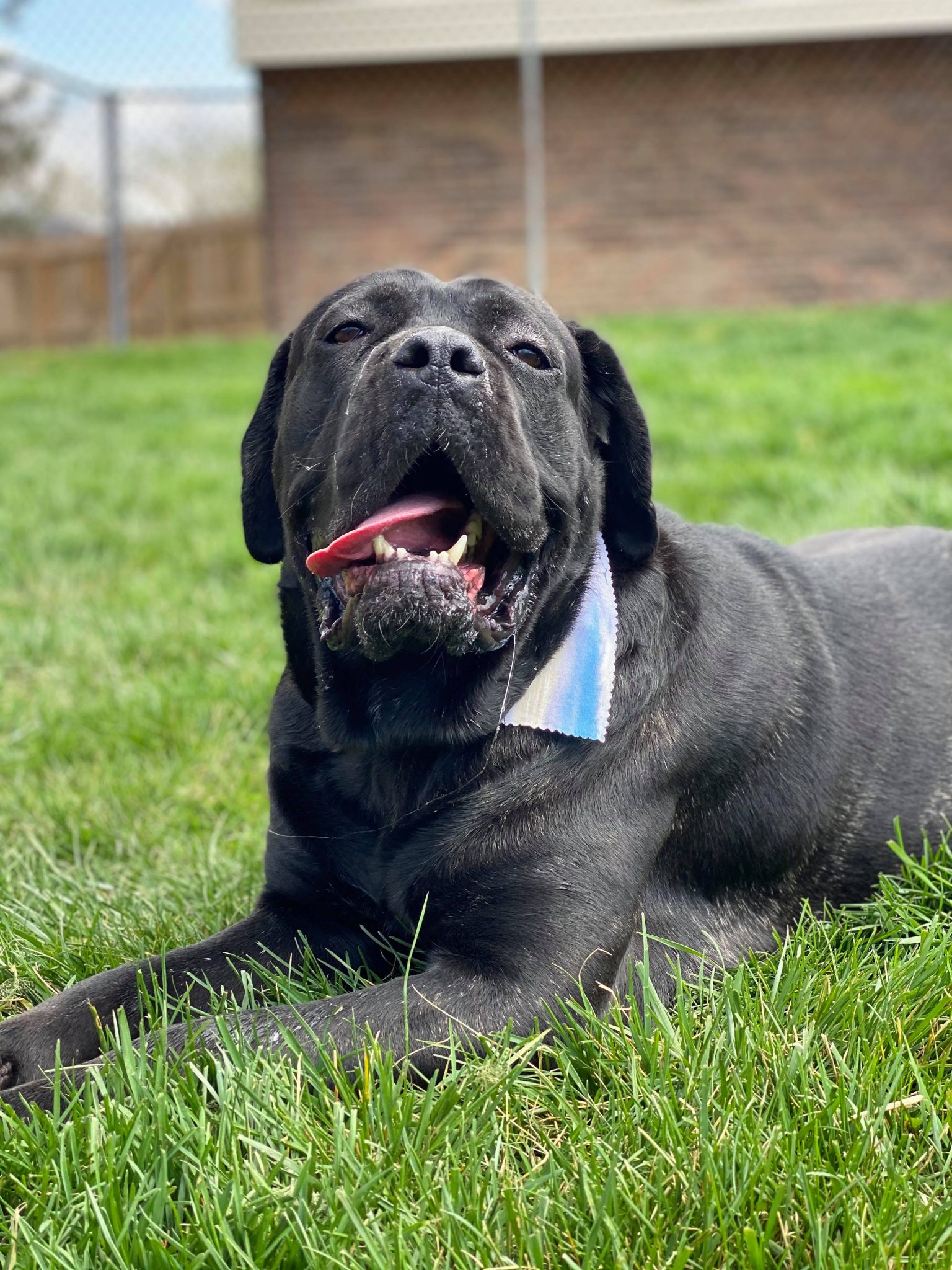 Adoptables - mustlovecorsosrescue.org