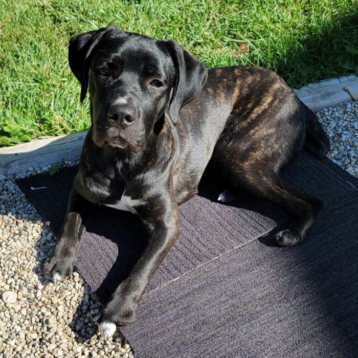 Home - mustlovecorsosrescue.org