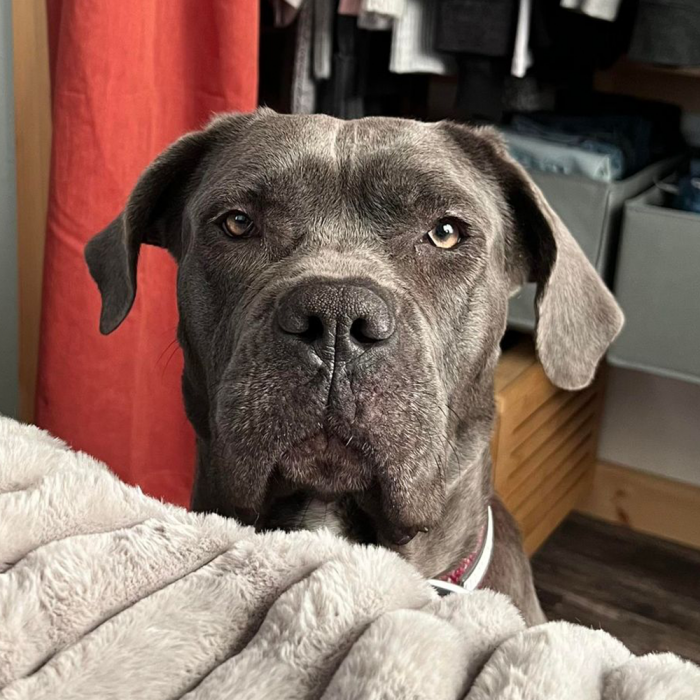 Adoptables - mustlovecorsosrescue.org