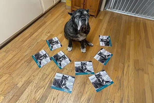 Home - Must Love Corsos Rescue